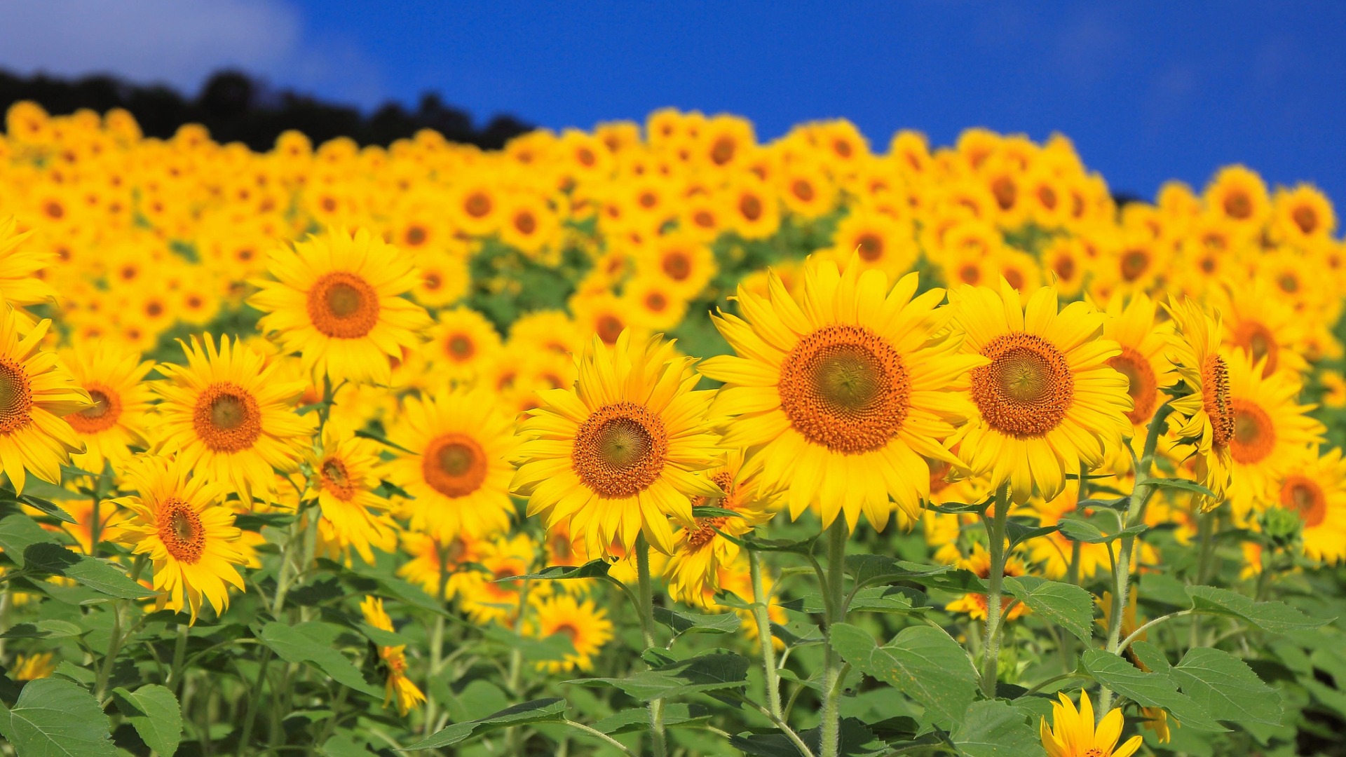 Campo de Girasoles Full HD en Fondos 1080
