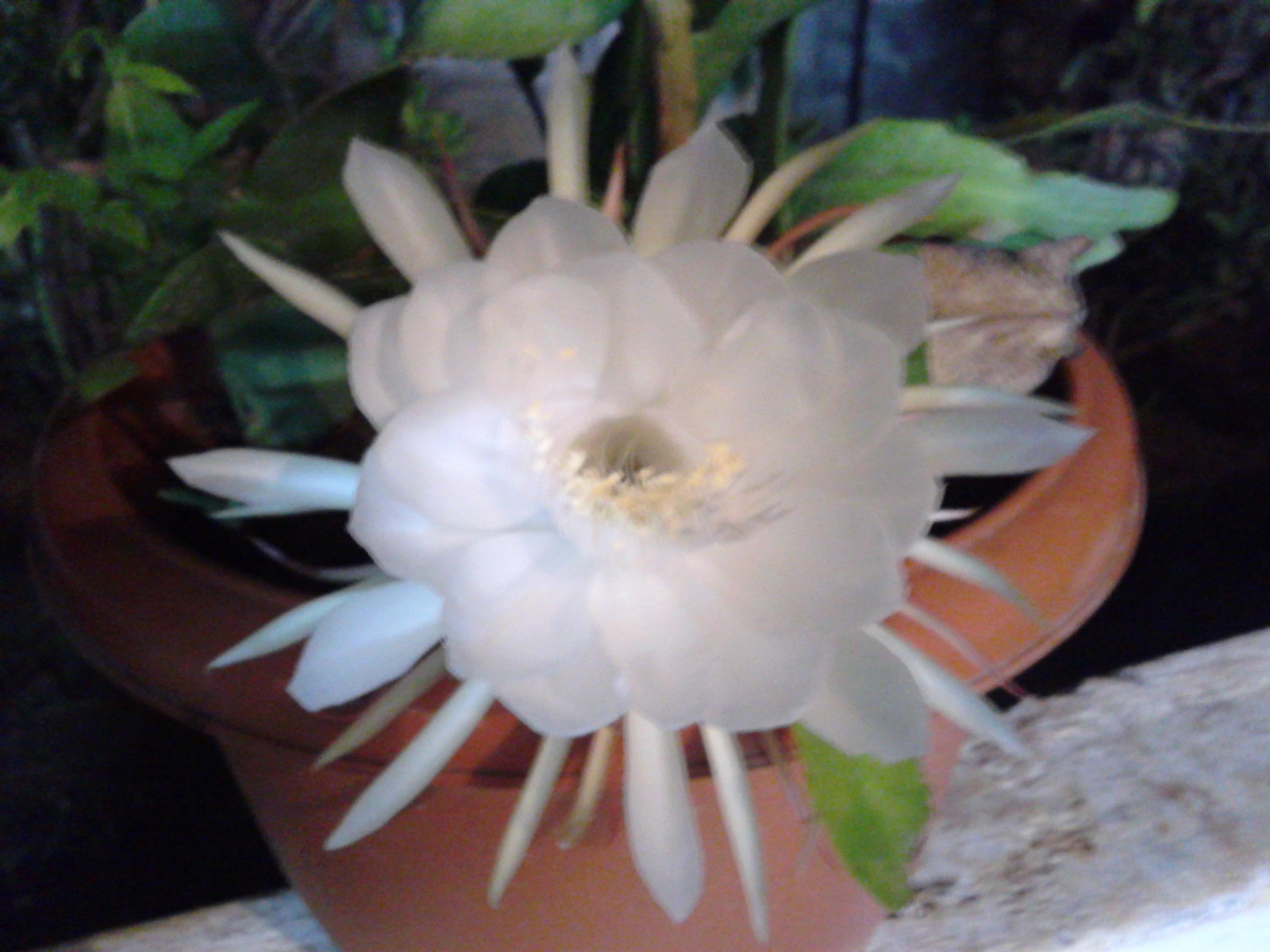 BRAHMA KAMALAM VERY RARE FLOWER ~ www.anakapalli.in