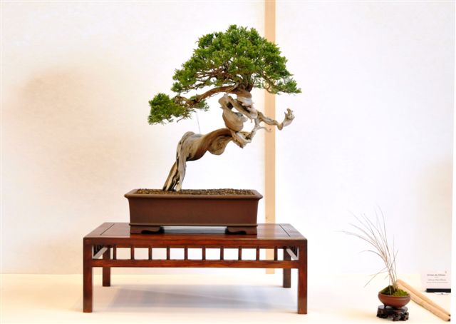 Nebari Bonsai :: Quito Ecuador