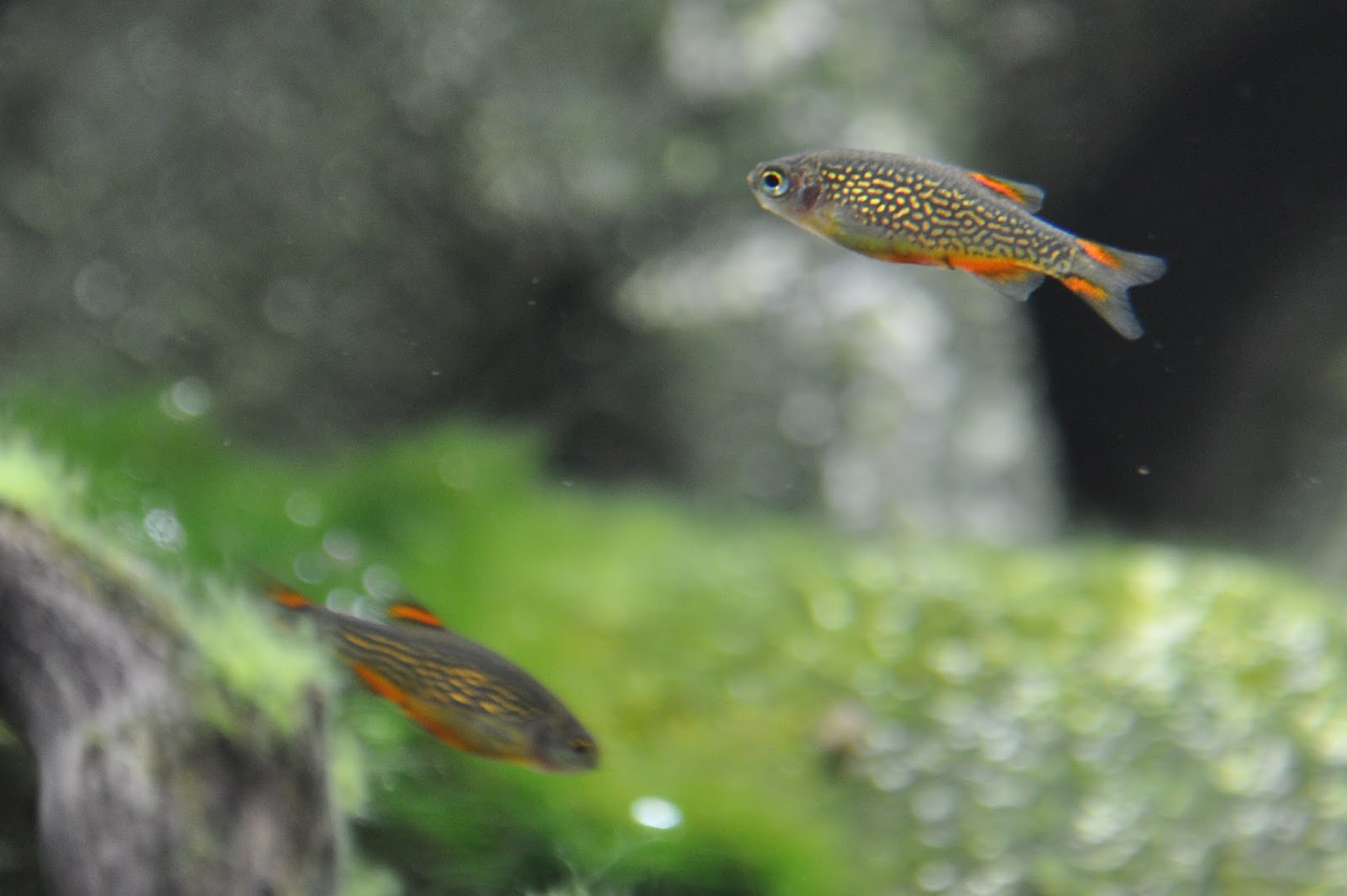 ZOOTOGRAFIANDO (6.100 ANIMALS): MICRORASBORA GALAXY / GALAXY RASBORA ...