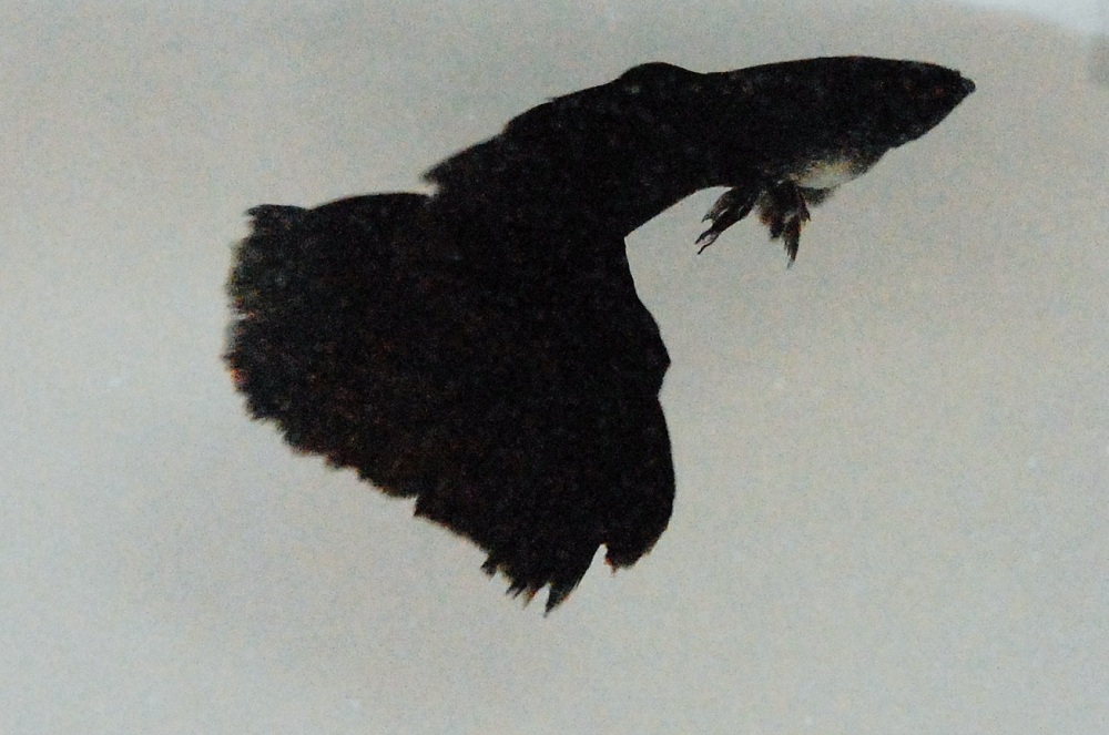 Gapi [1982] - dateblogs