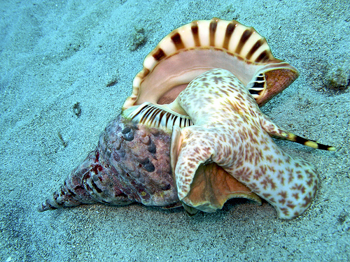 sxolikes...ataxies: Η ΜΠΟΥΡΟΥ