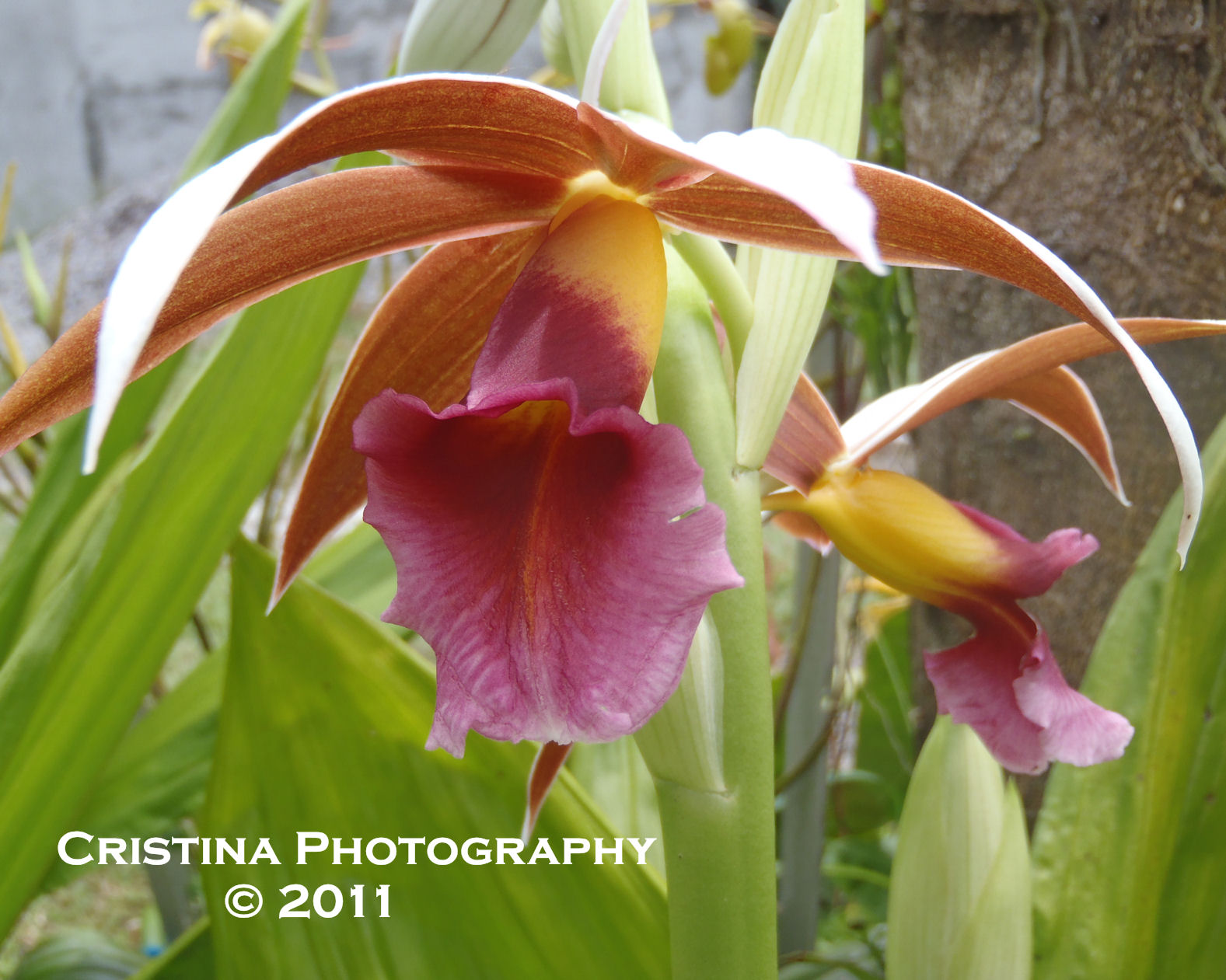 Flowers of Panama: Rare, common and exotic flowers from Central America