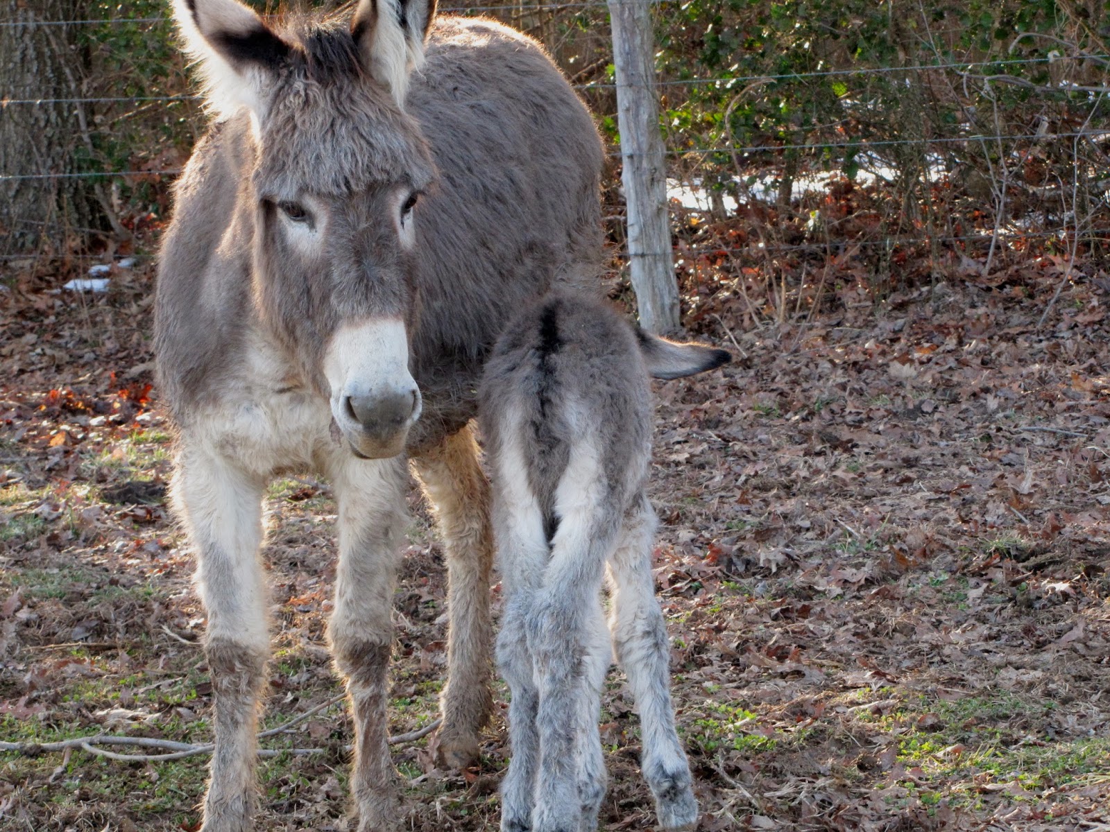 Getting fit in my 50's and Other Things: A New Donkey