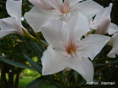 OLEANDER POISONING & MANAGEMENT | ABSOLUTE PRECAUTIONS