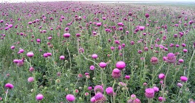 Medicina Naturista: Ciulinul