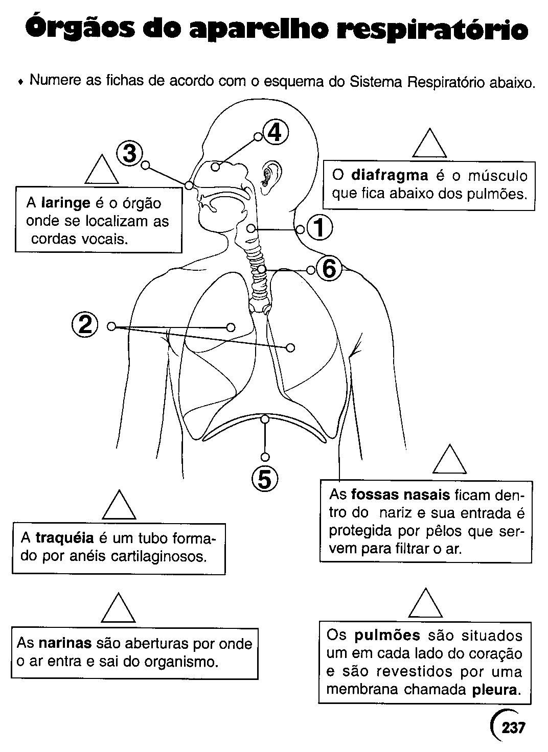JORNAL PONTO COM: ♥ Ciências - Corpo Humano