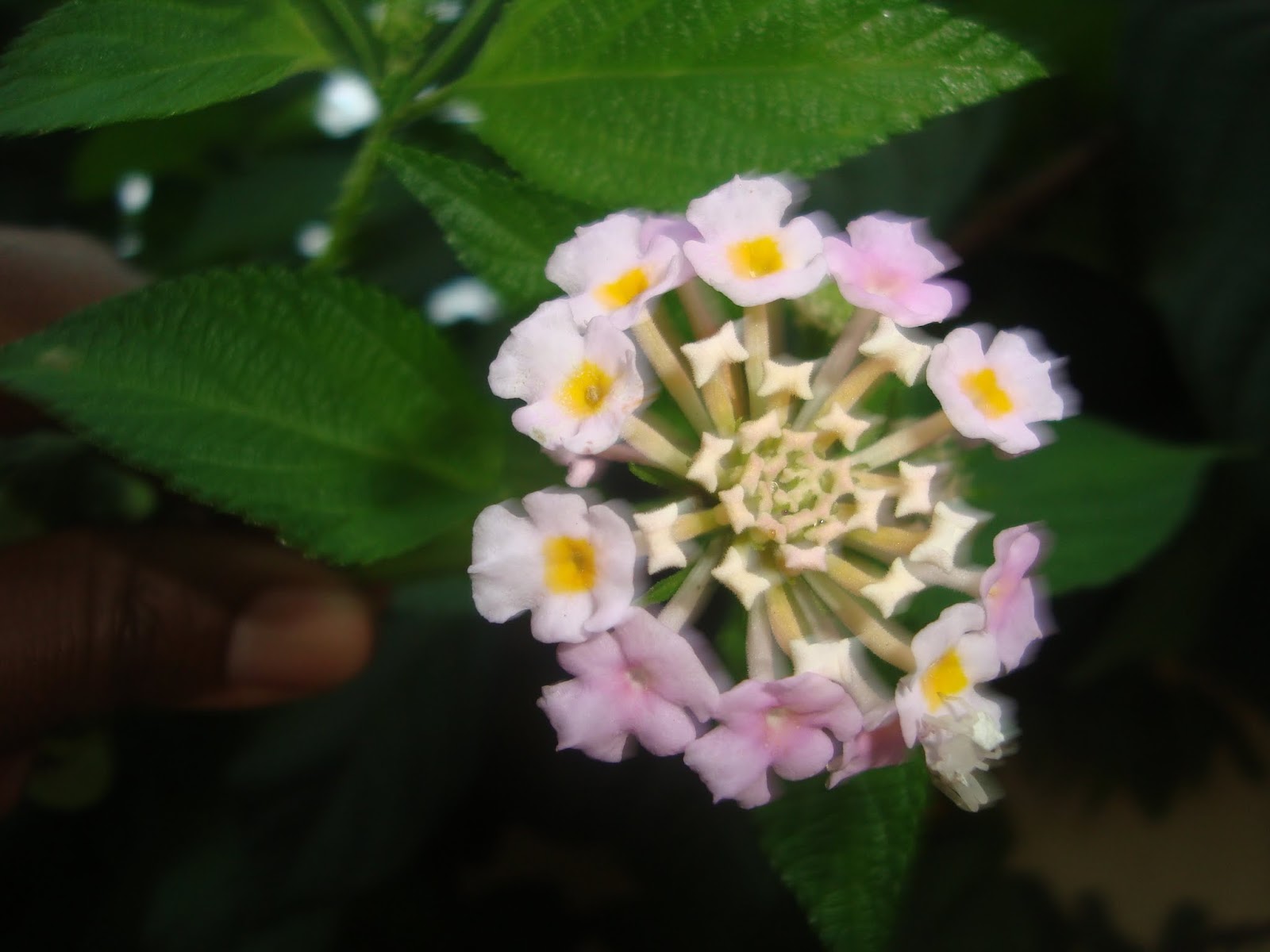 NATURAL PHOTOS AND WALLPAPERS: VARIETY OF FLOWERS