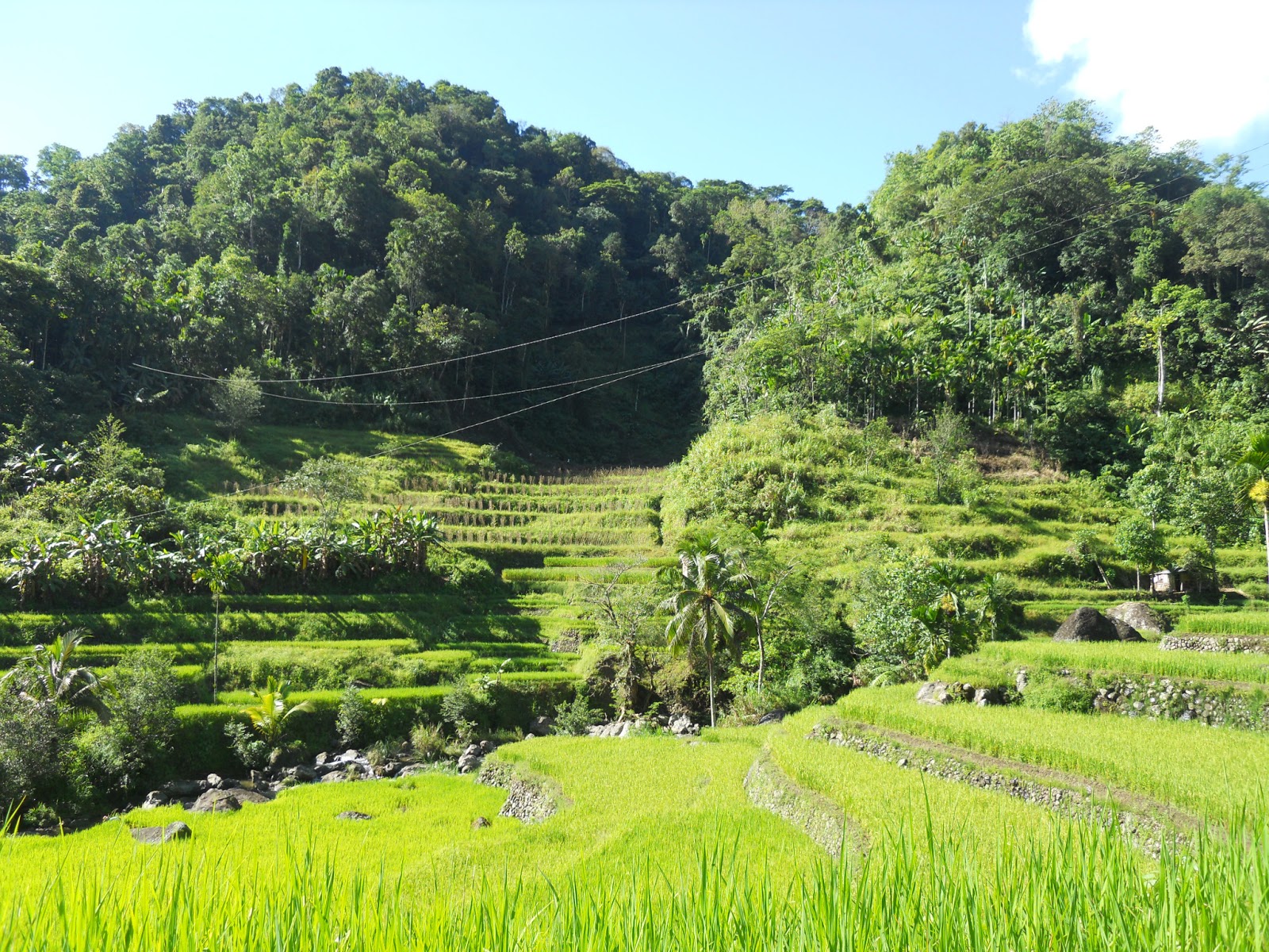 Superfluous Bear: 2) The Enduring Terraces