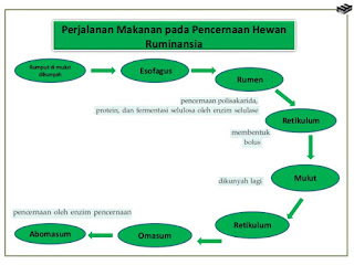 Sapi Perah: Sistem Pencernaan Ternak Ruminansia/ Sapi Perah