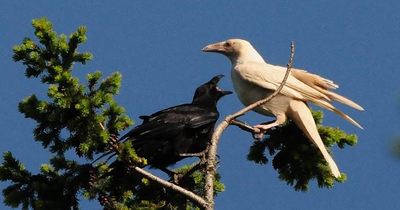 Odin's Ravens: The Yin and Yang of Ravens