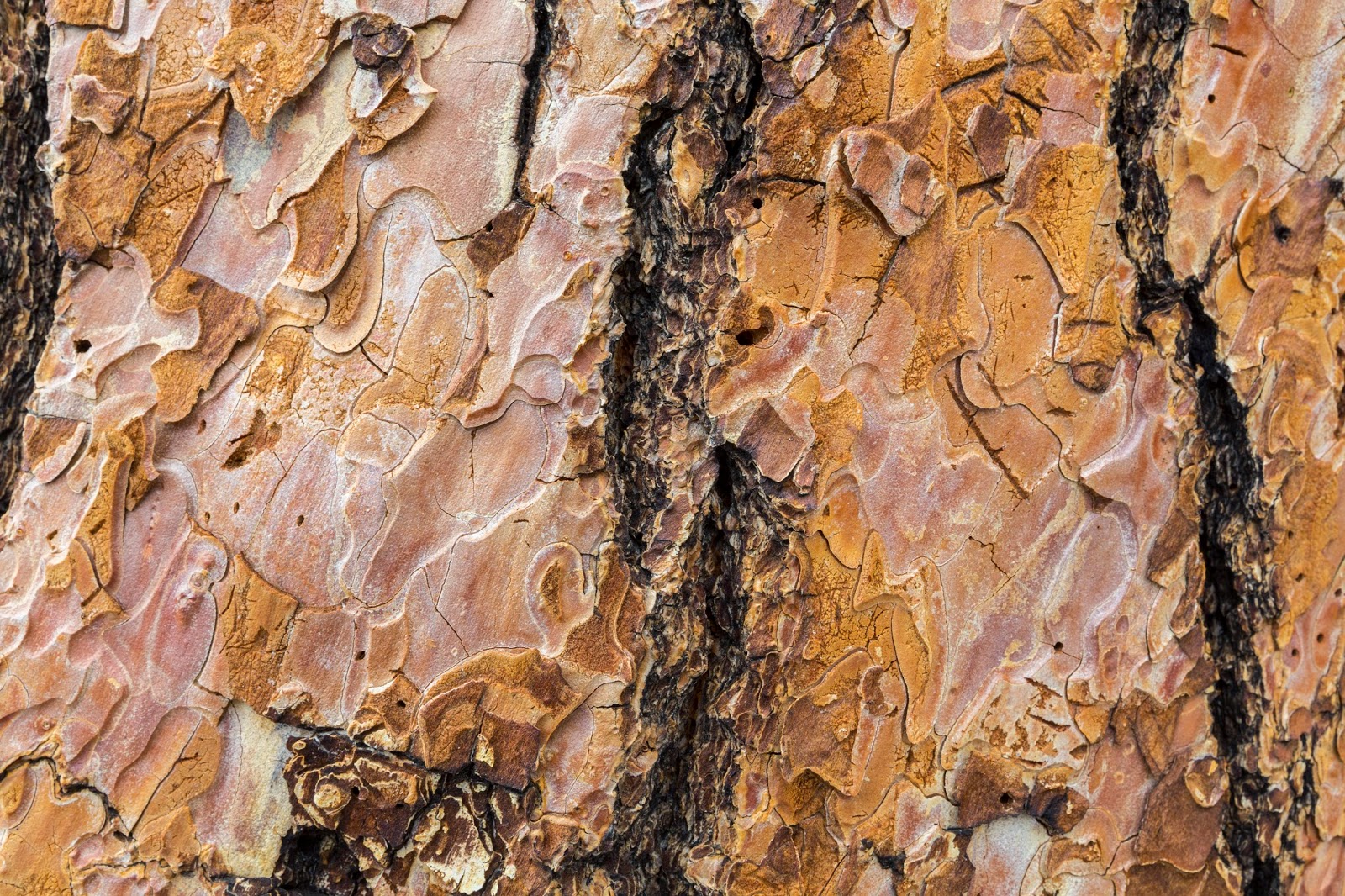 Naturetastic Blog: Beetle Rock (Part 7) - Sequoia & King's Canyon NP (2014)