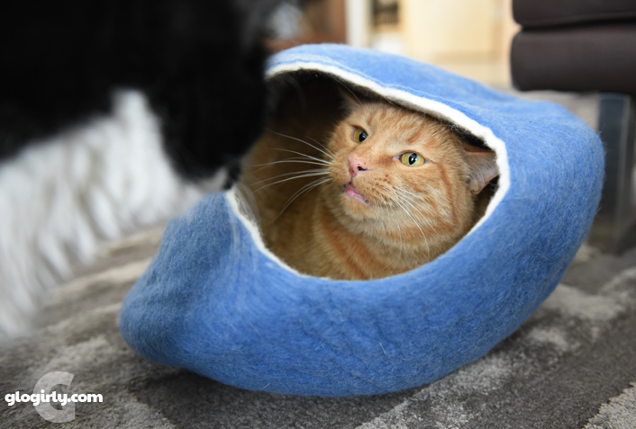 GLOGIRLY: Cat Pod, Cat Pod, Everywhere a Cat Pod