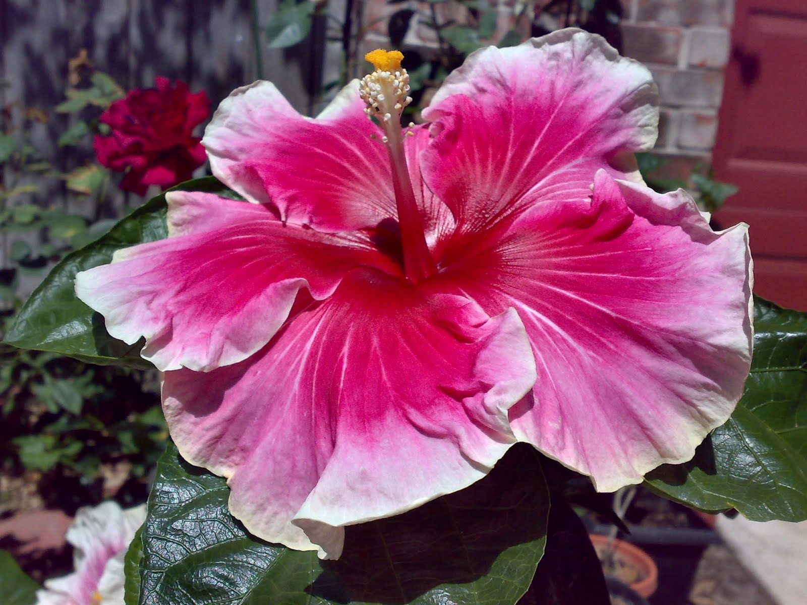 Exotic Hibiscus