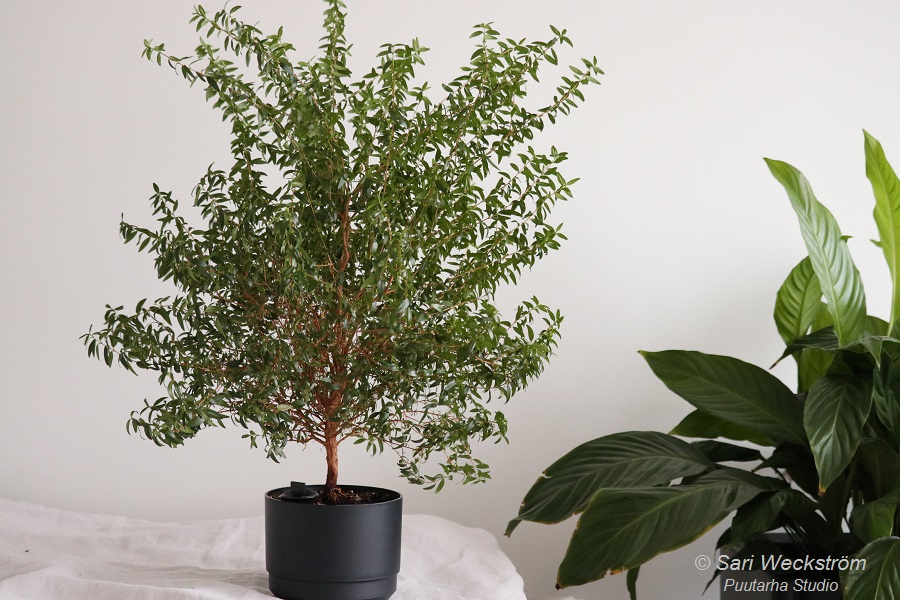 Sarin puutarhat: Myrtti ja myrsikki - puut on pop!