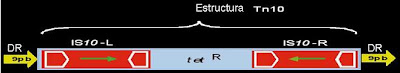 ḼїδβӚϯЧ ᴙ ⱥ ¶ ¶ ¶ ¶: 3.1.3.3 TRANSPOSONES