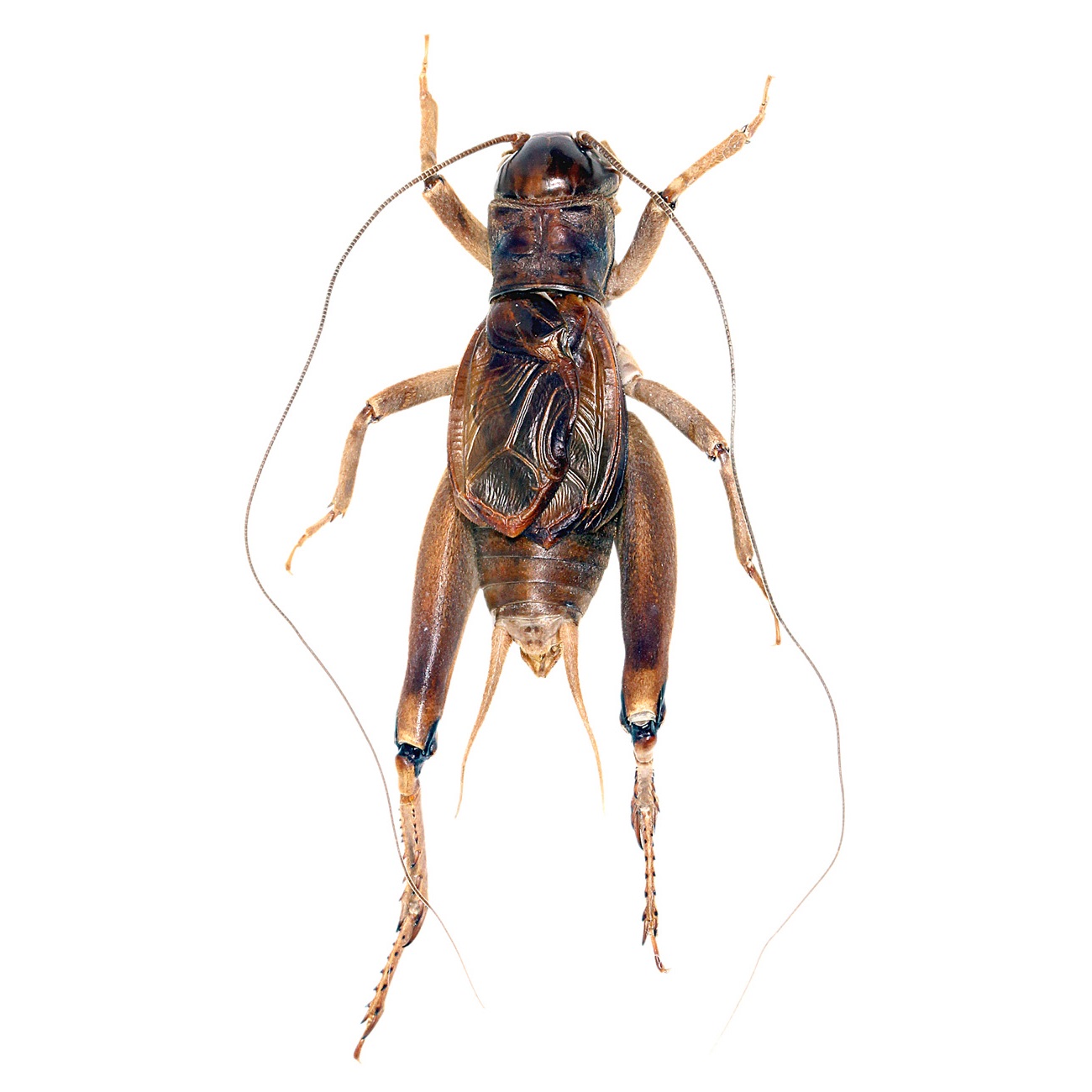 Species New to Science: [Entomology • 2018] Titanogryllus gen. nov ...