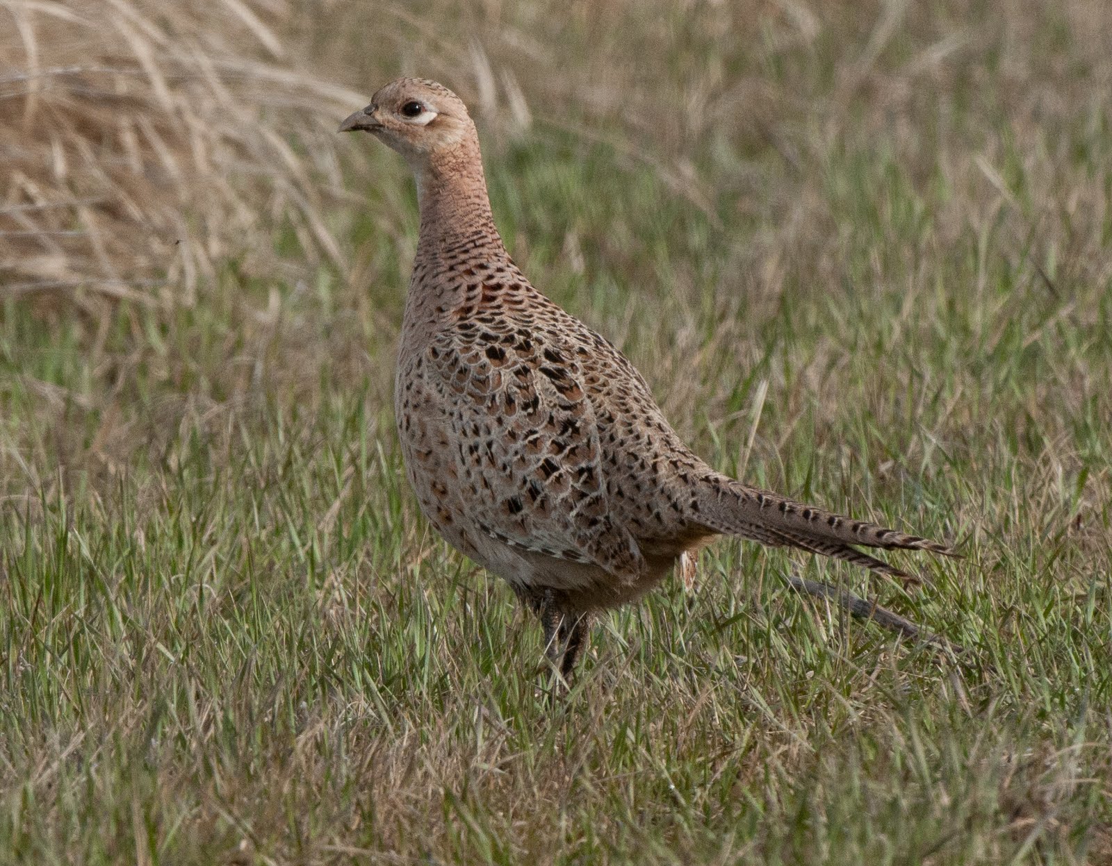 Birds of Different Feathers: Ruby Lake NWR (NV)