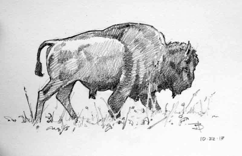 BortzArt: Bison Sketches