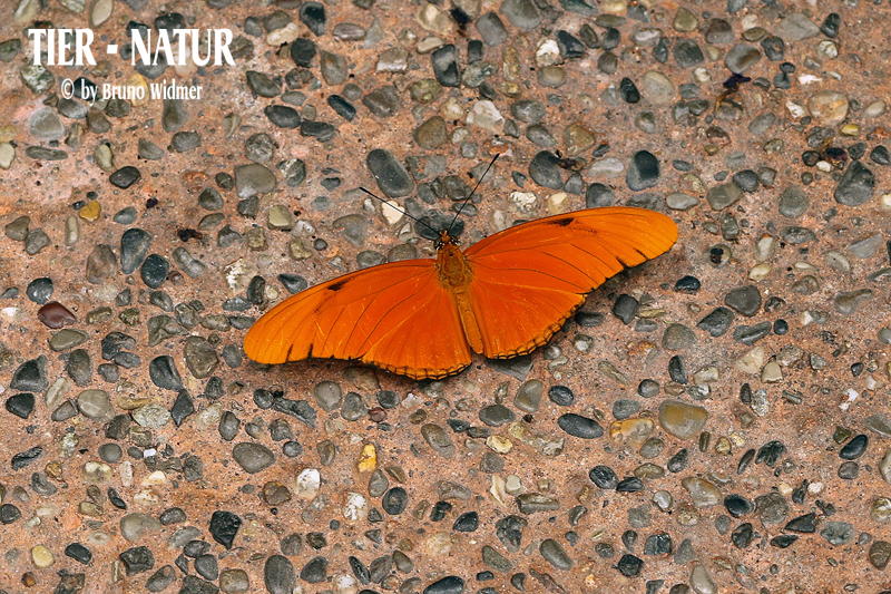 Julia-Falter, (Dryas iulia)