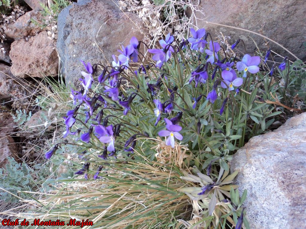 NUESTRA FLORA: VIOLETA DEL TEIDE (Viola cheiranthifolia)