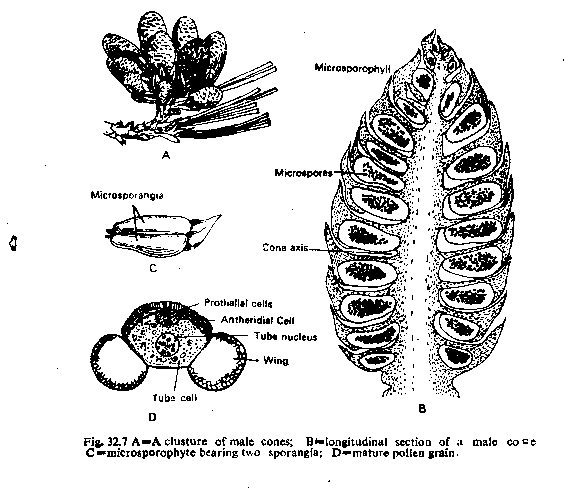 Pinus Ovulate Cone