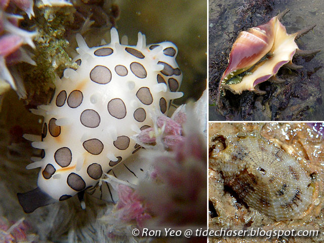 tHE tiDE cHAsER: Molluscs (Phylum Mollusca) of Singapore