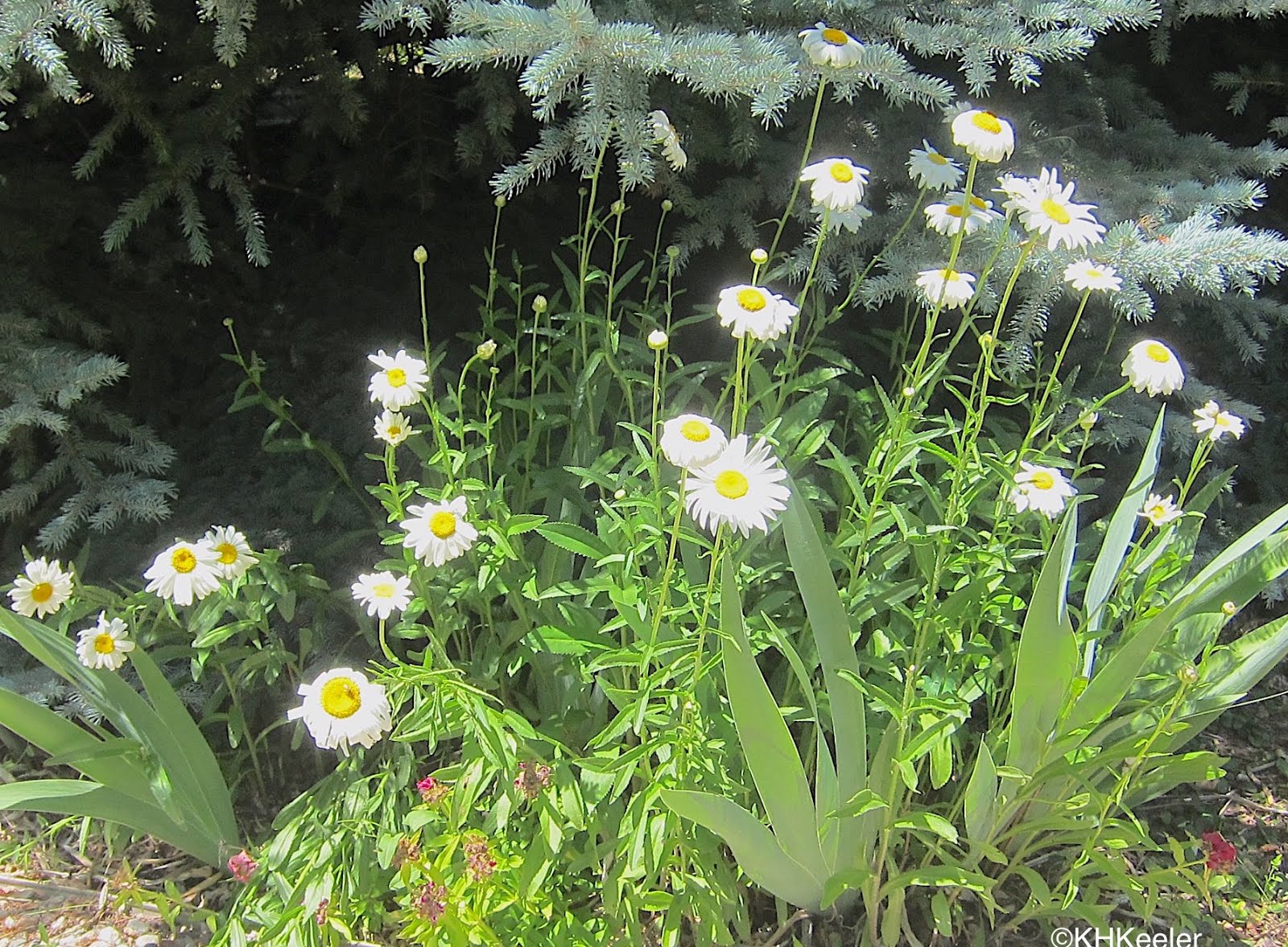 A Wandering Botanist: Plant Story--Ox-Eye Daisy, Leucanthemum vulgare,