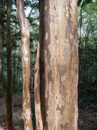 Mystery In The World: Nama Pohon/Tanaman Langka Indonesia