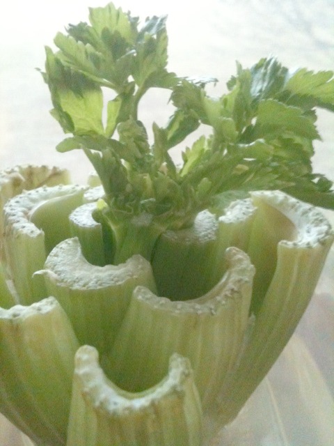 Easy Frugal Living: Progress on Growing Celery Indoors