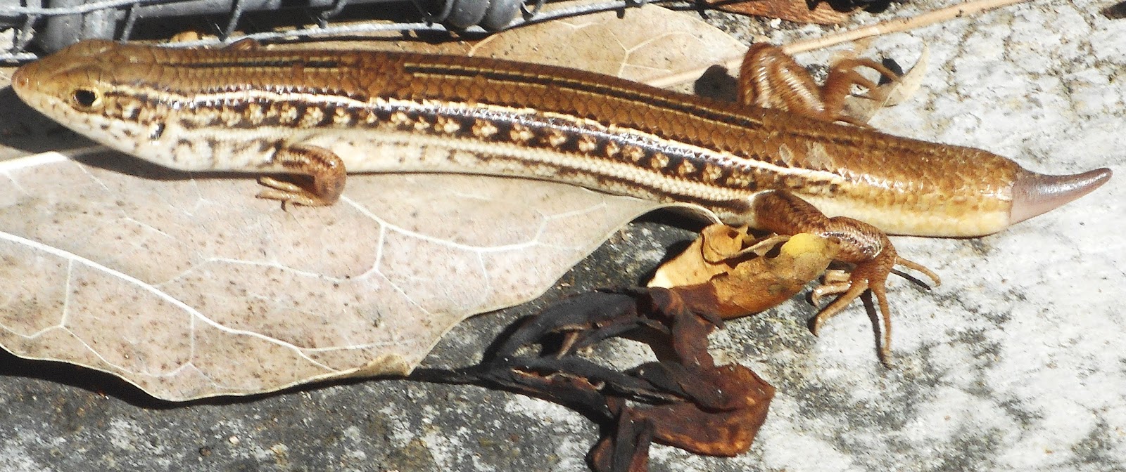 Little Darwin: LUCKY LIZARD IN CLOSE SHAVE