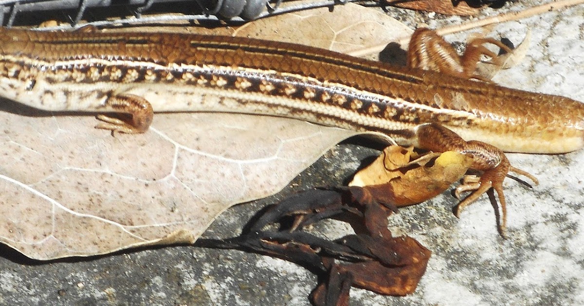 Little Darwin: LUCKY LIZARD IN CLOSE SHAVE