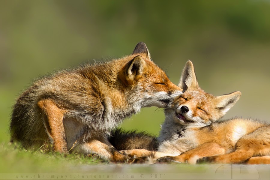 White Wolf : Talented Wildlife Photographer Takes Stunning Pictures Of ...