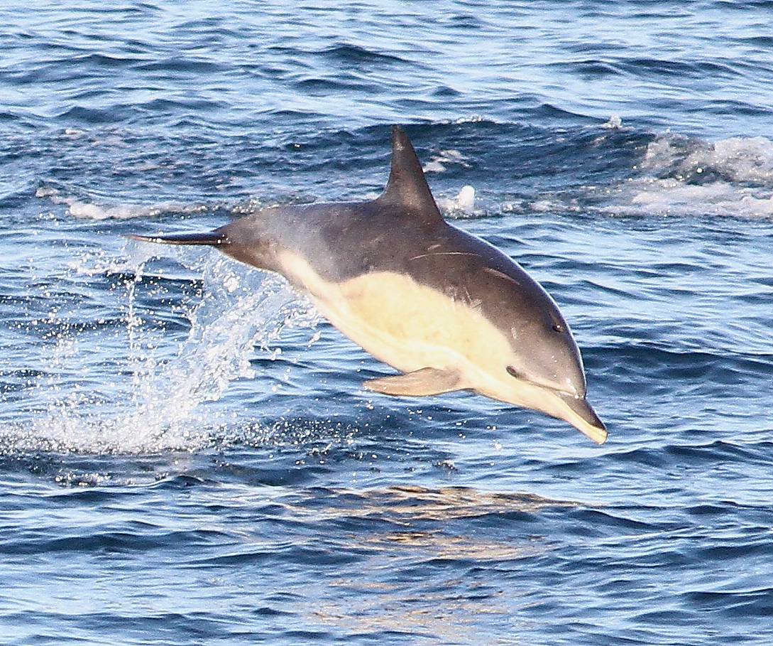 Birding Poole Harbour & Beyond: 17 Oct 15 - Short-beaked Common Dolphins