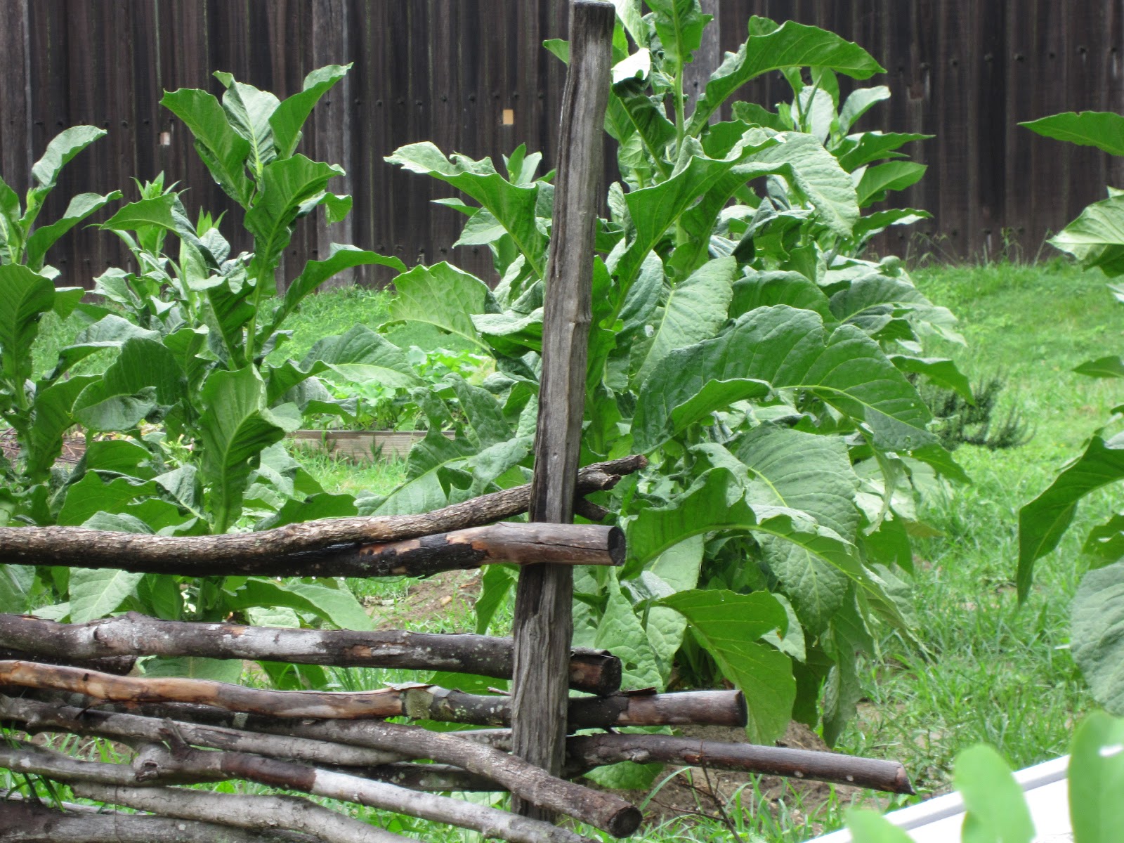 Revolutionary, My Dear George!: John Rolfe's Legacy