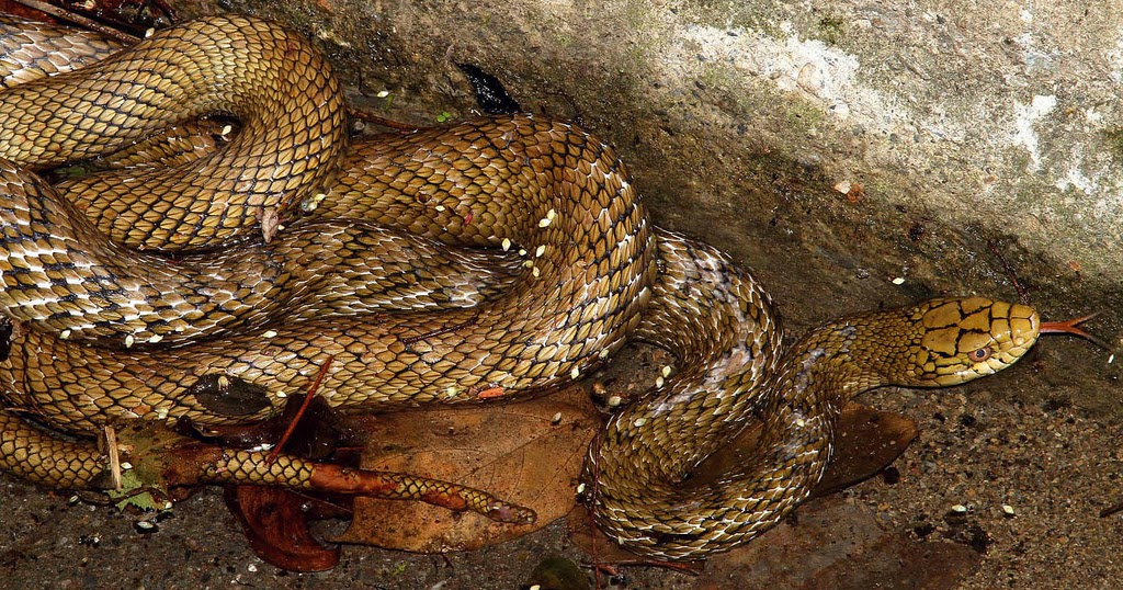 Ular Asli Indonesia: Ular King Koros (Ptyas carinata)