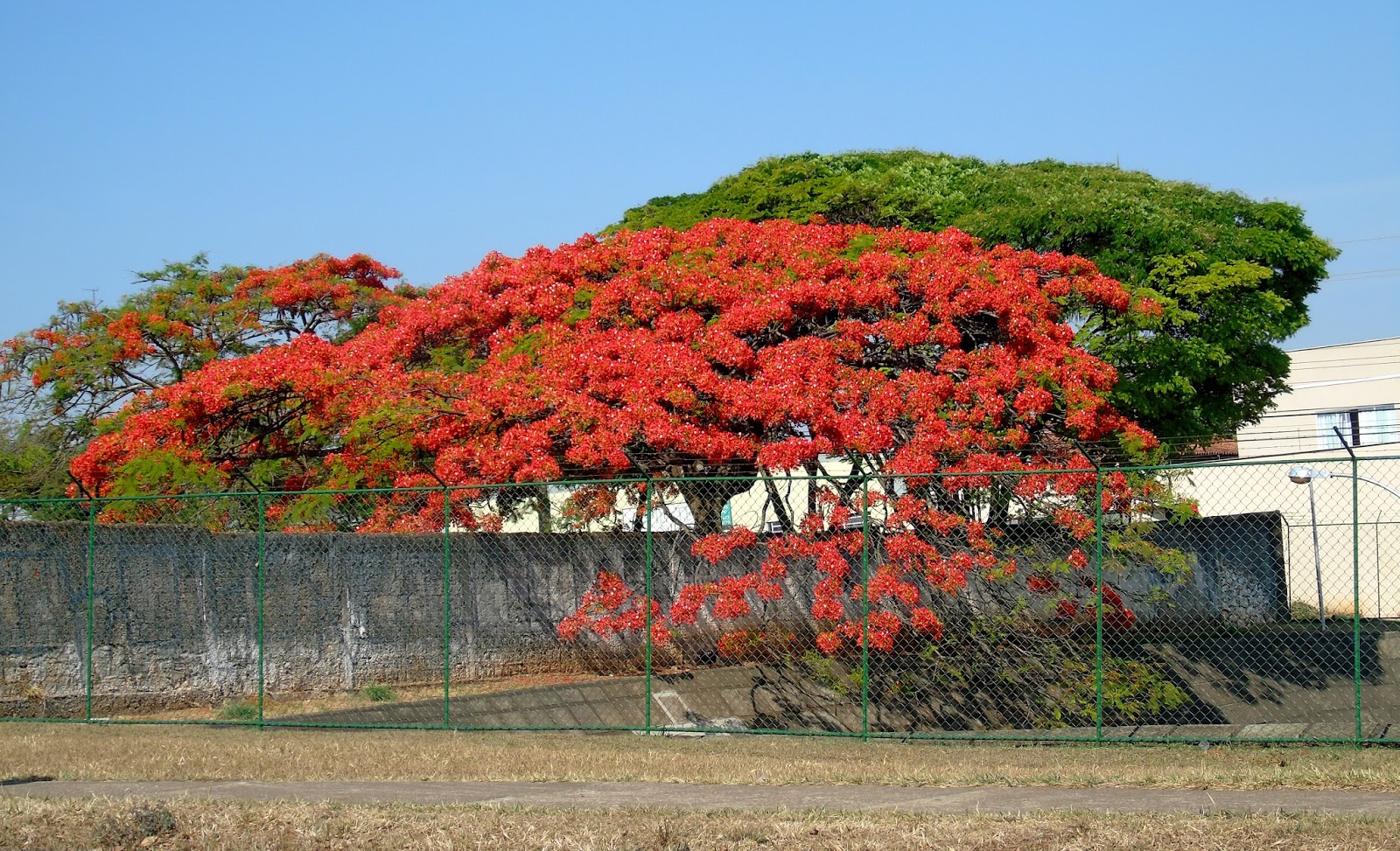 Flamboyant [Delonix regia (Bojer ex Hook.) Raf. | A planta da vez