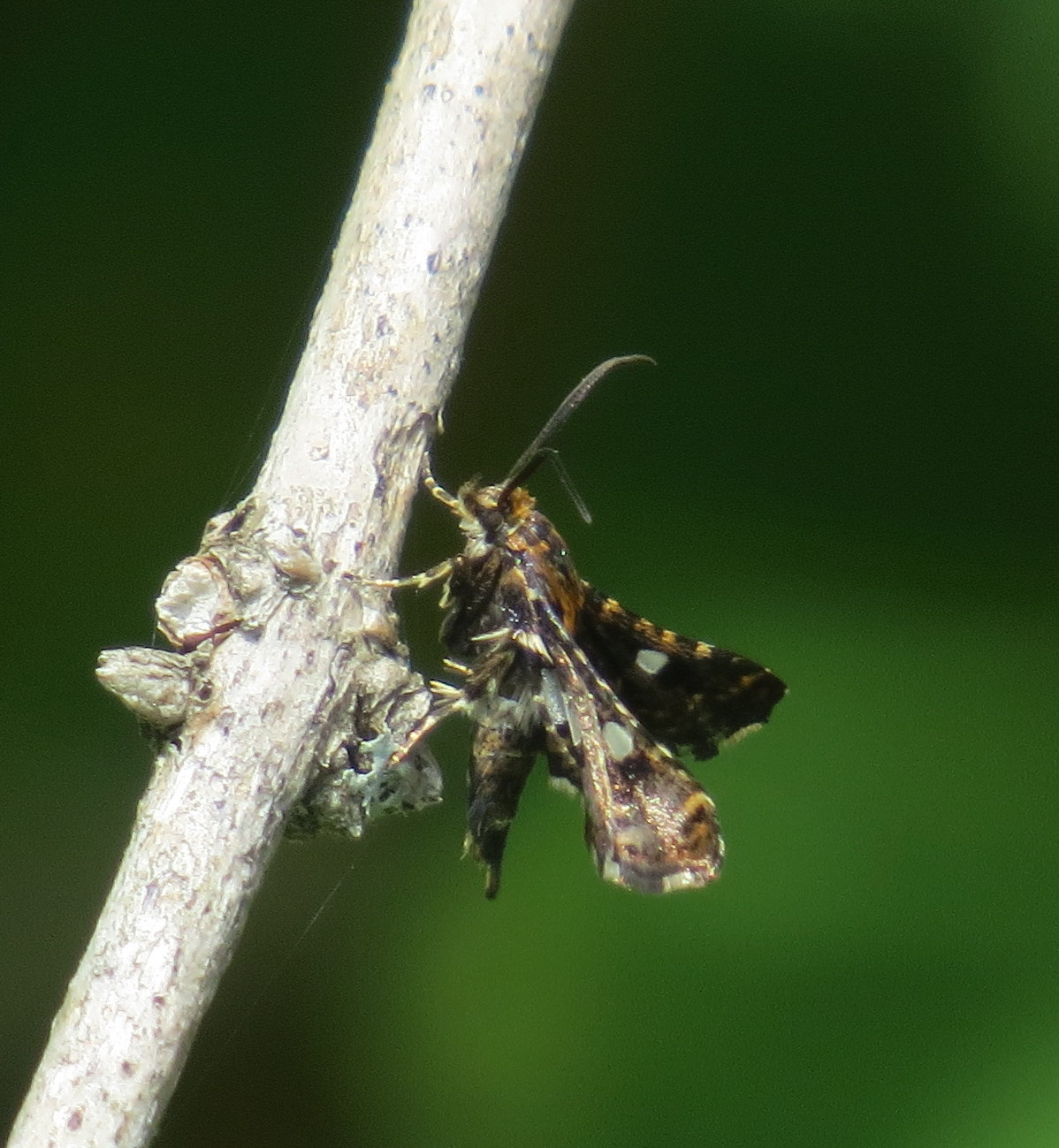 Bug Eric: Window-winged Moths