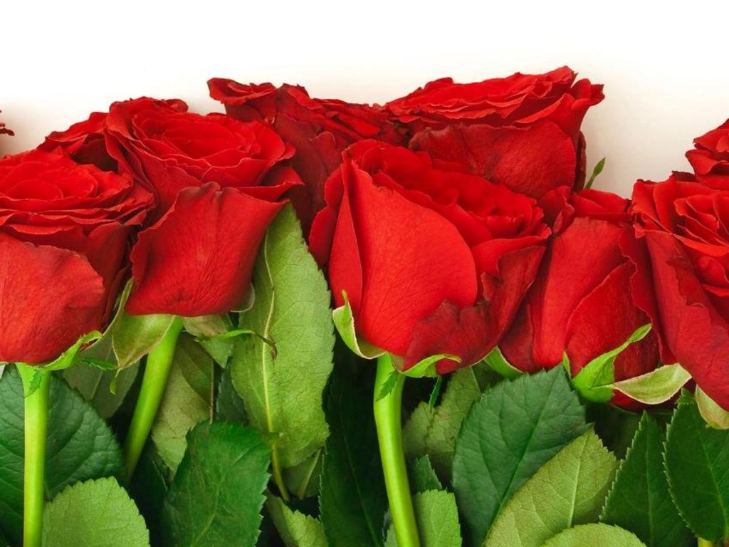 Amazing Red Roses Love Wallpapers And Backgrounds | Amazing Information