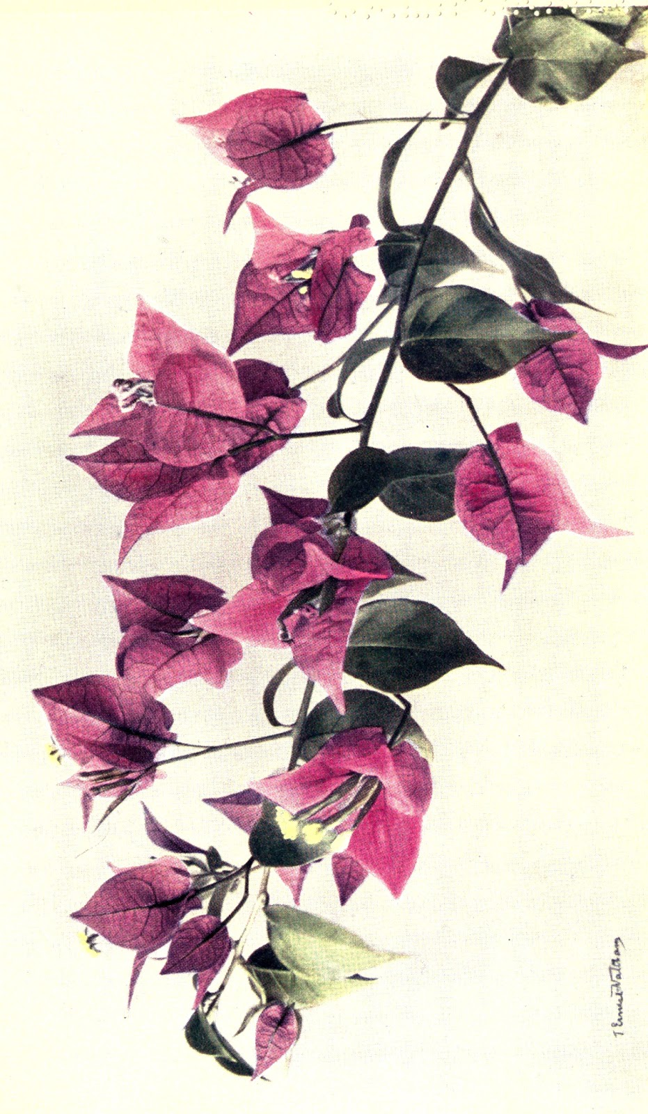 bougainvillea