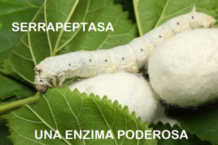 Educar desde la familia: Serrapeptasa: un potente antiinflamatorio natural