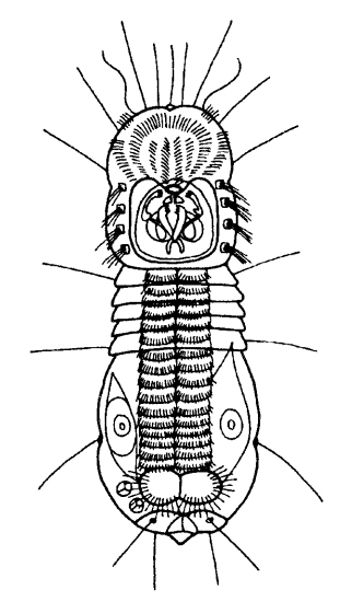 Klasifikasi 35 Filum dalam Kingdom Animalia (Hewan) - SIAP UJIAN