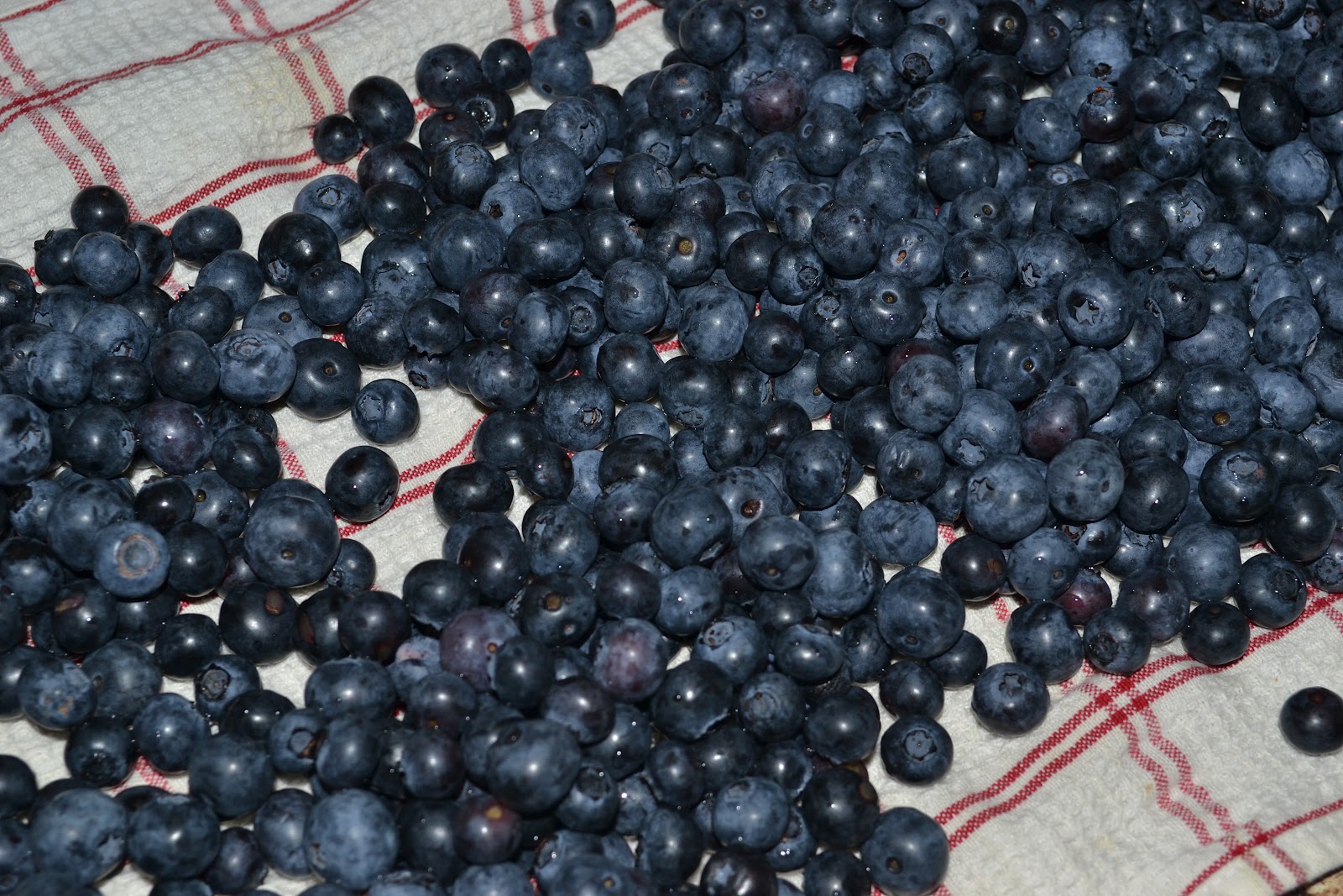 Pale Feather Momma: Blueberries!