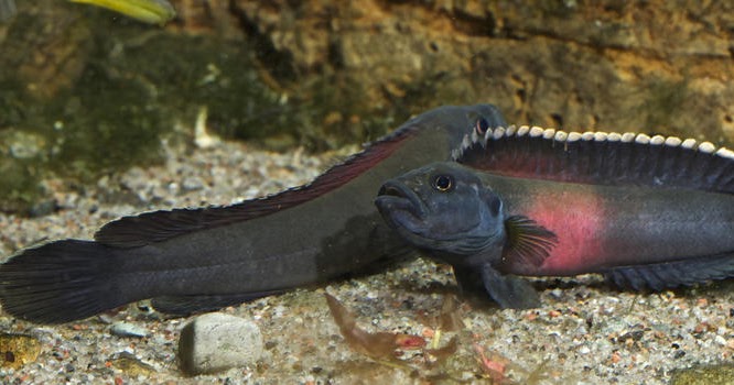 Rosa Rubicondior: Fish Evolution Shaped by Intense Rapids