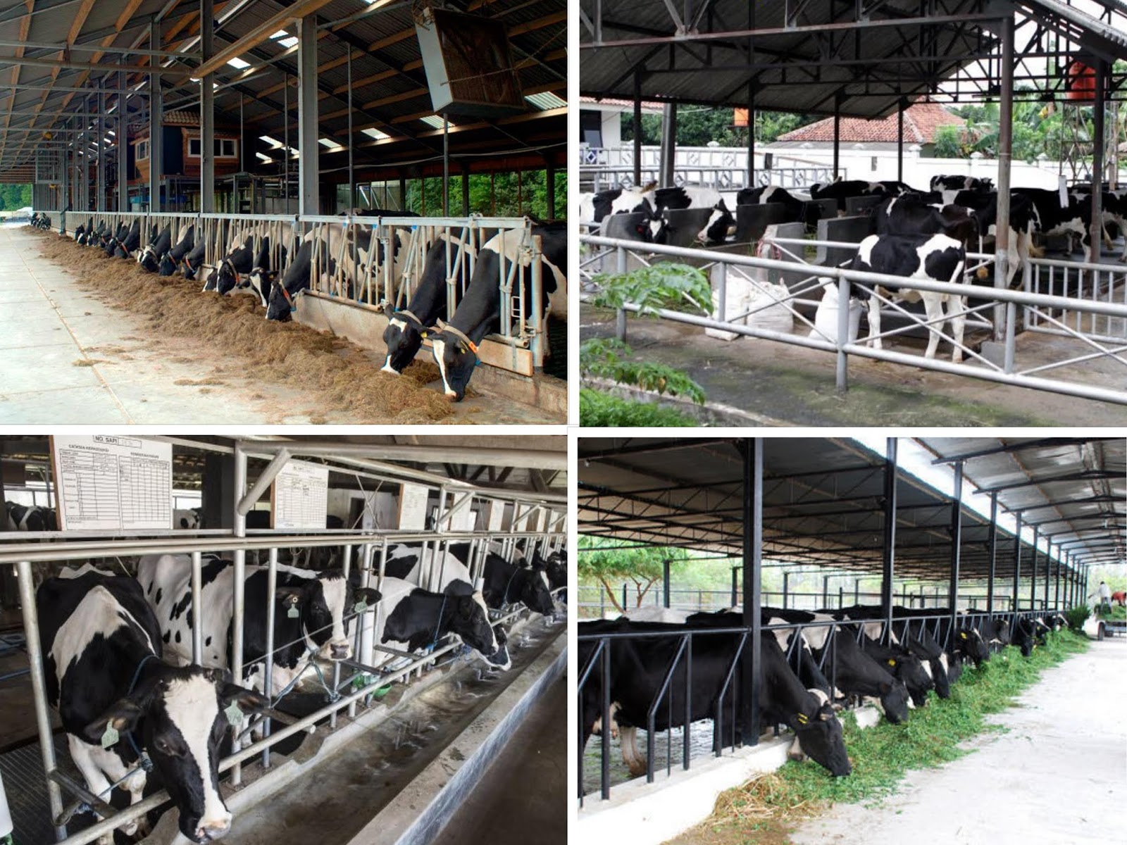 TOKO SPONEVA: LANTAI KANDANG SAPI - KARPET SAPI