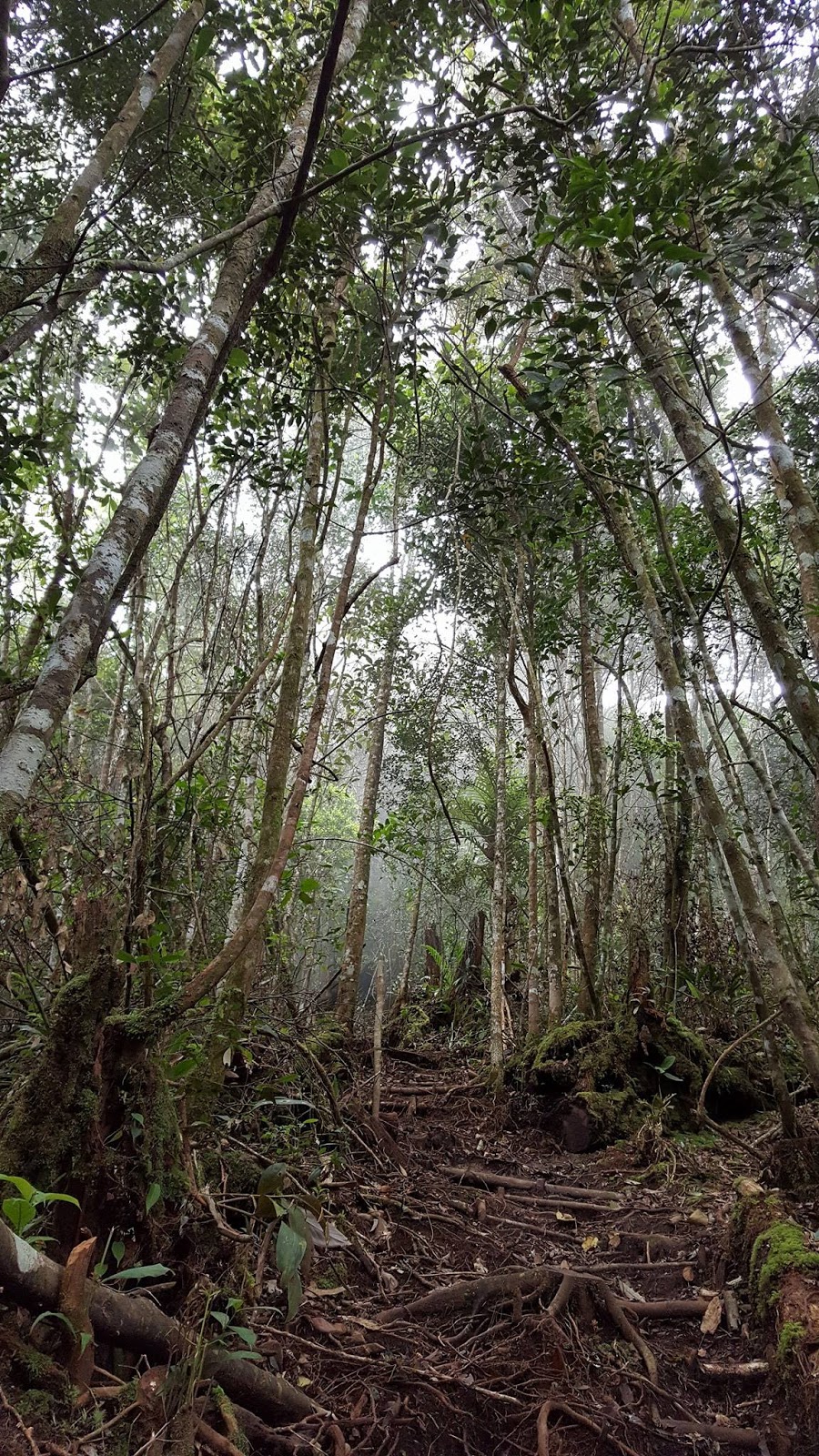 nazeha's story: Hiking: Nulu Tinorindak, Kundasang