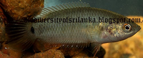 Biodiversity of Sri Lanka: කාවයියා/පොල් කාවයියා [Kawaiya/Pol Kawaiya ...