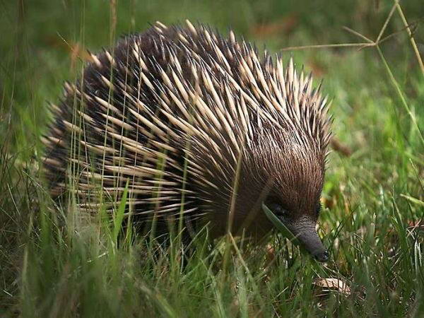 YouNewsTube: Most Spiny Animals in the World