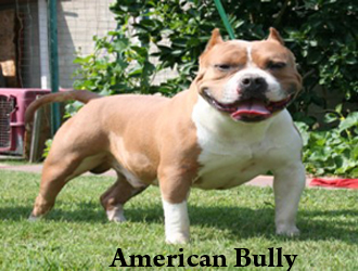 dogs Gallery: Origin and Description of American Bully
