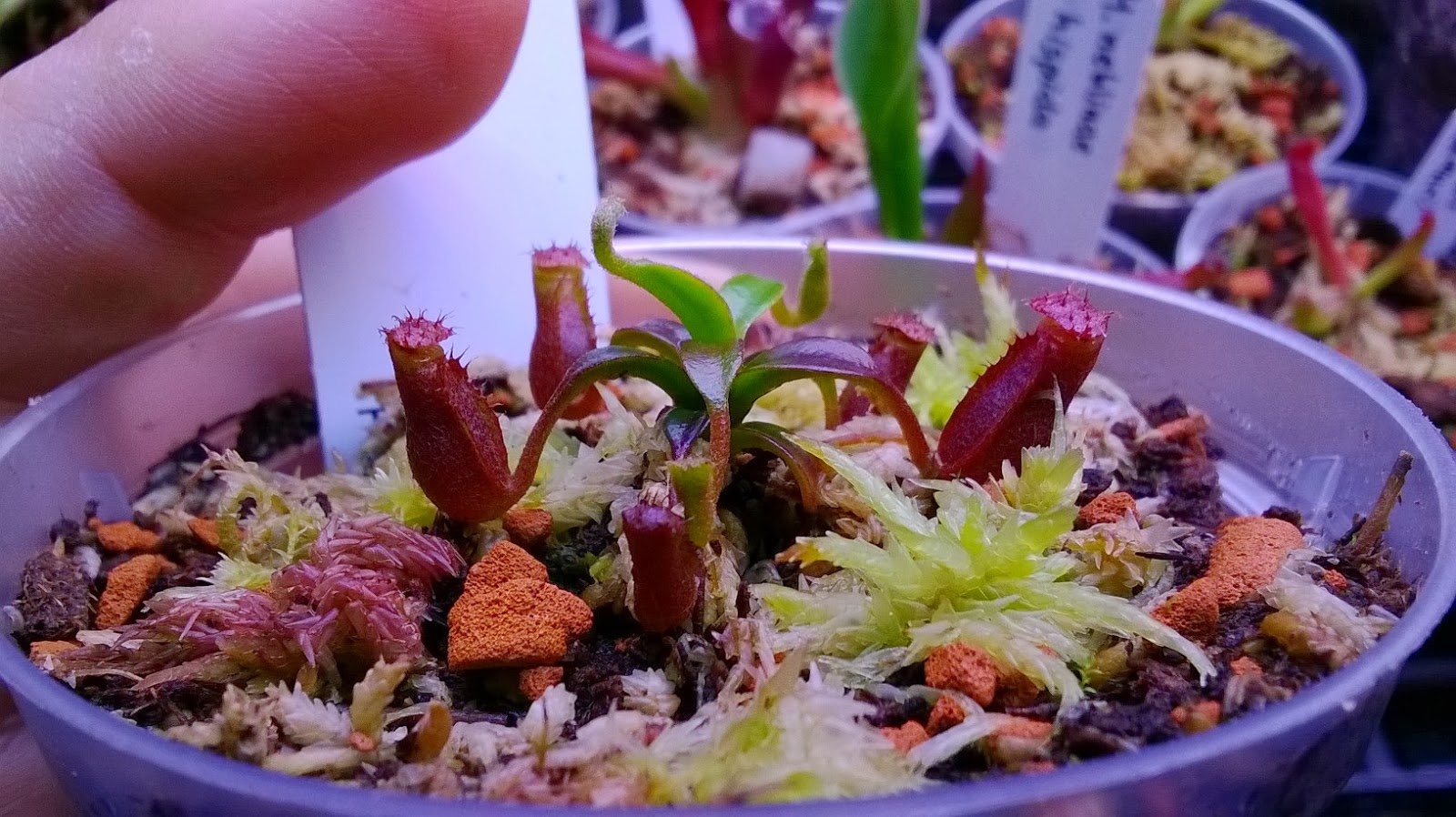 Project 'Tepui' Chronicle